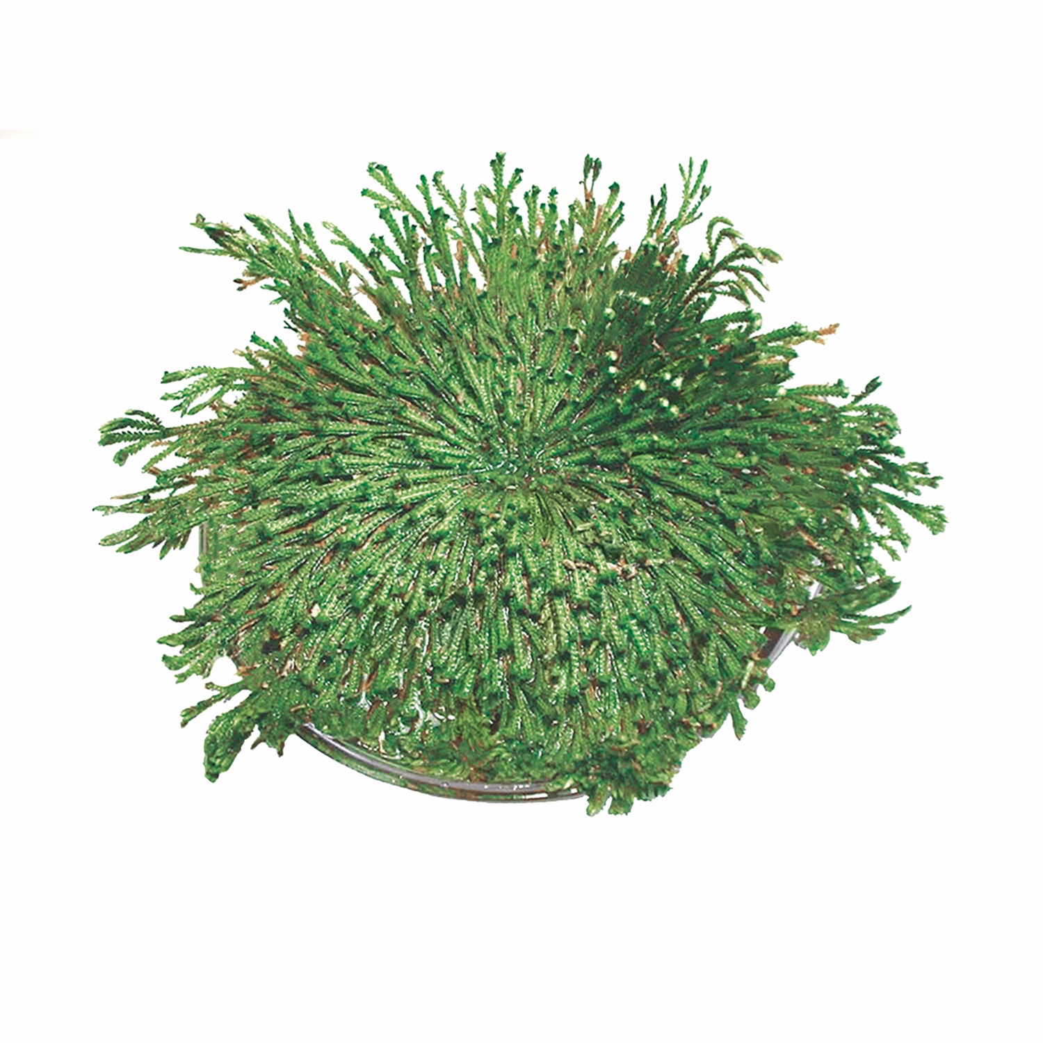 Resurrection Plant | Dr. Leonard's