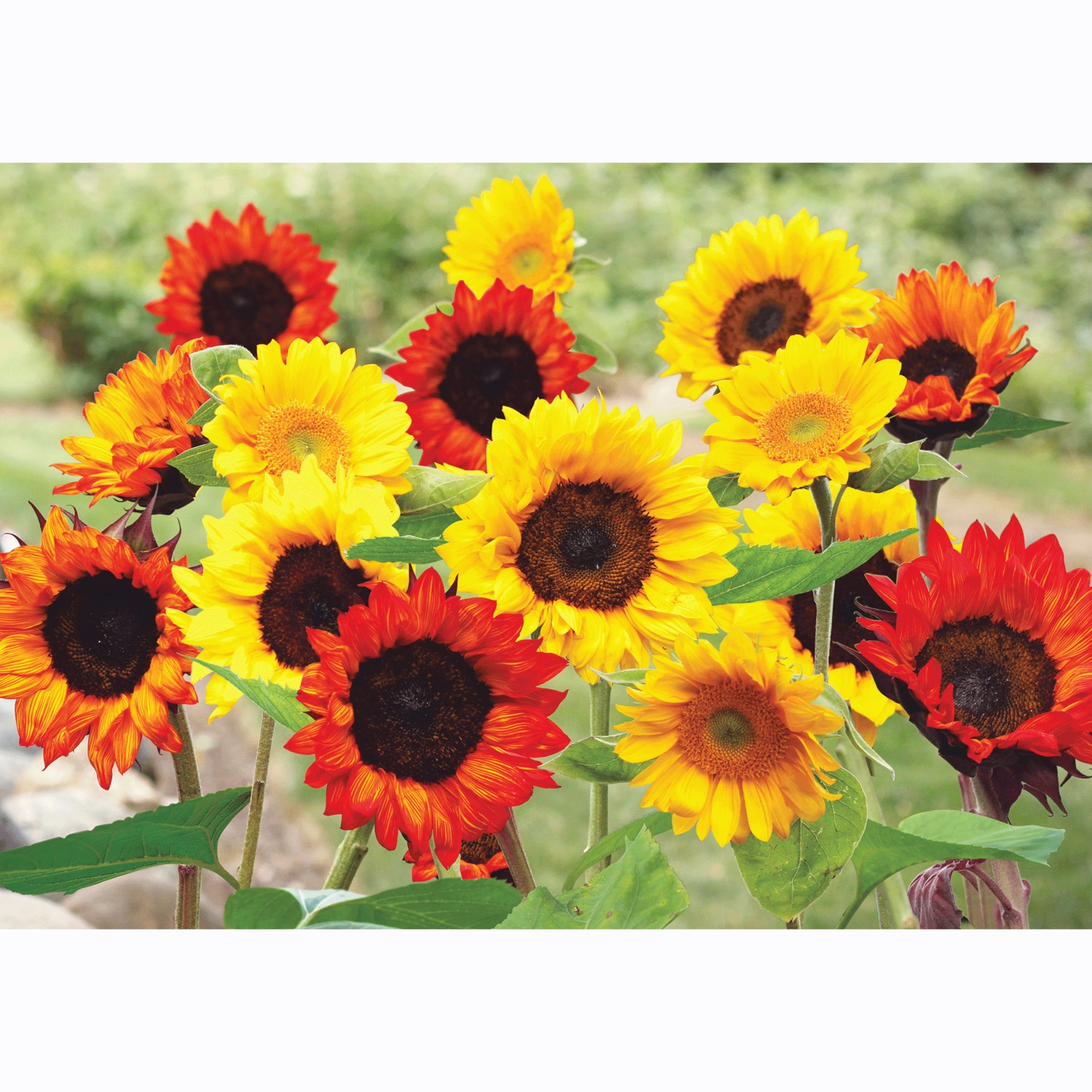 Easy Roll-Out Flower Mats | Dr. Leonard's