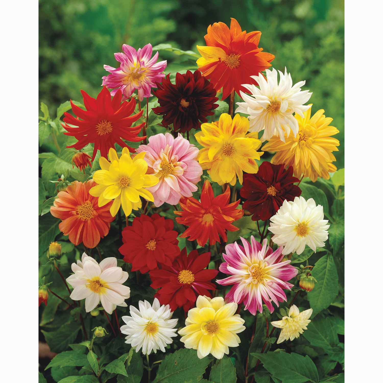 Dwarf Dahlia Flower Mat | Dr. Leonard's